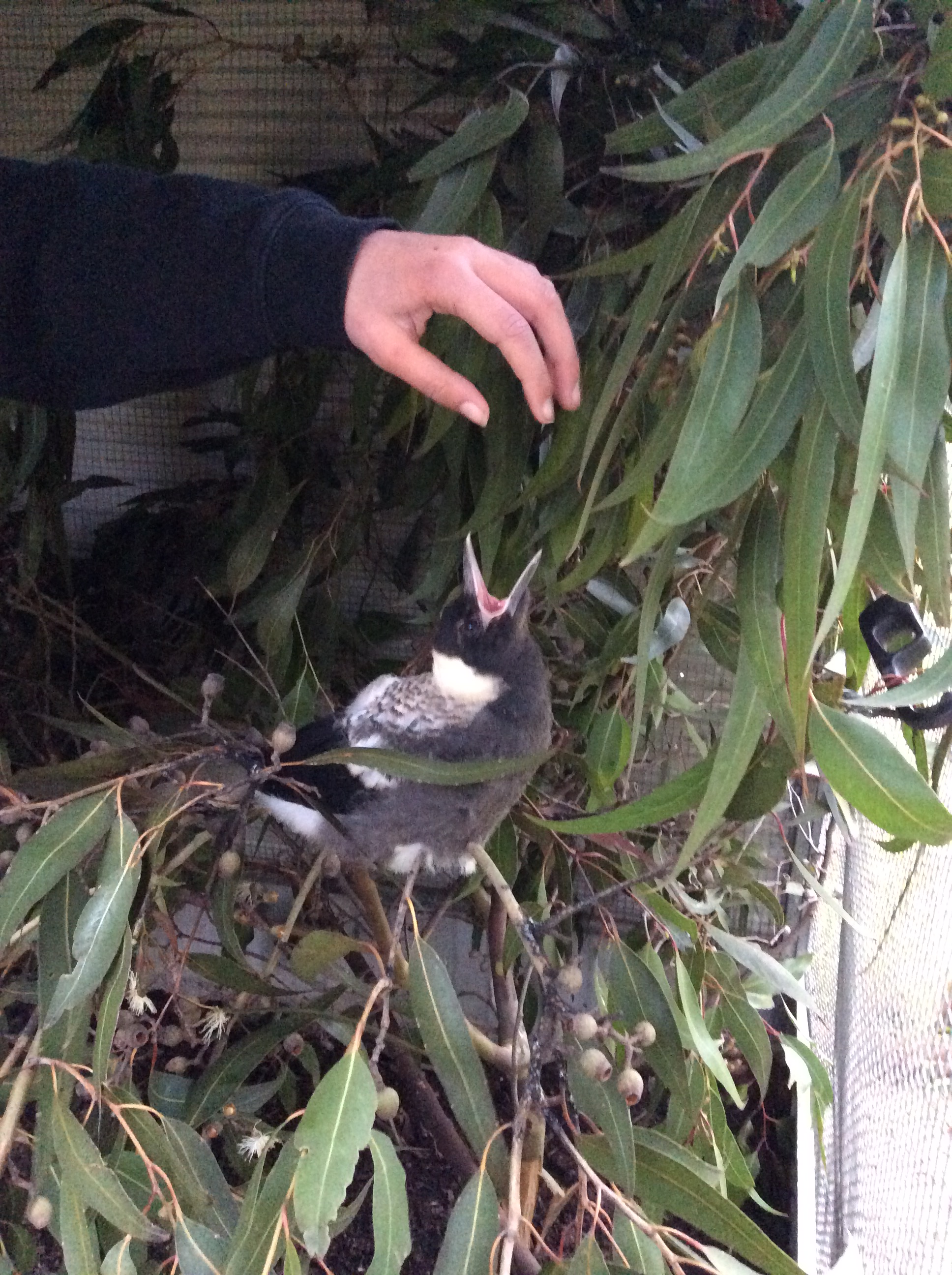 MEET OREO!!! *adorableness alert!!!* – Birds4Nerds