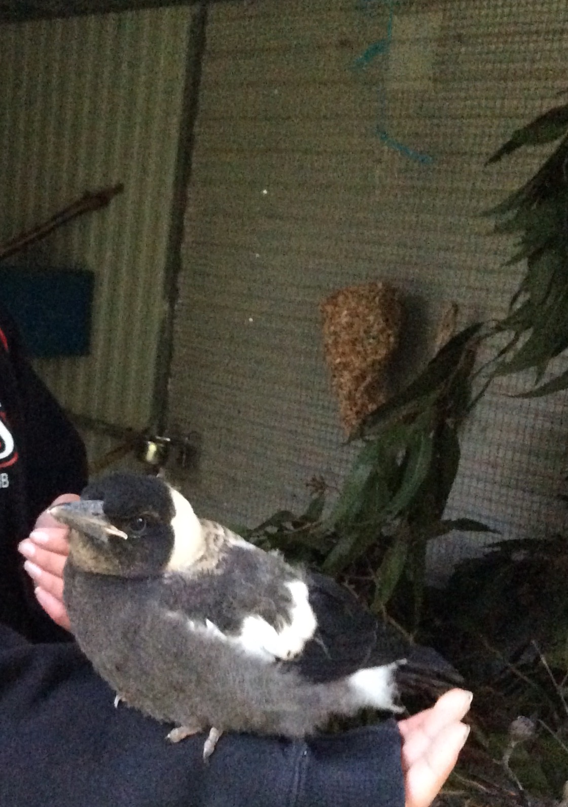 MEET OREO!!! *adorableness alert!!!* – Birds4Nerds