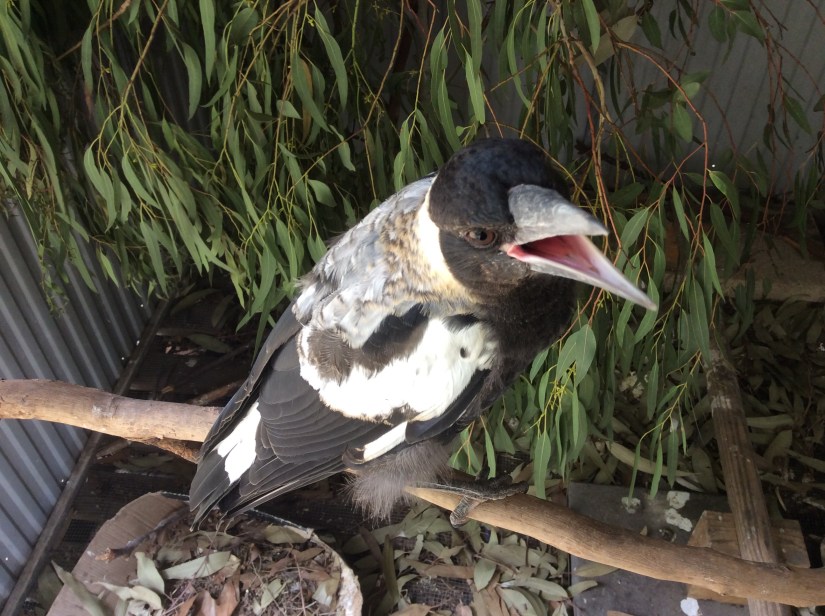 UPDATE ON OREO!!! – Birds4Nerds